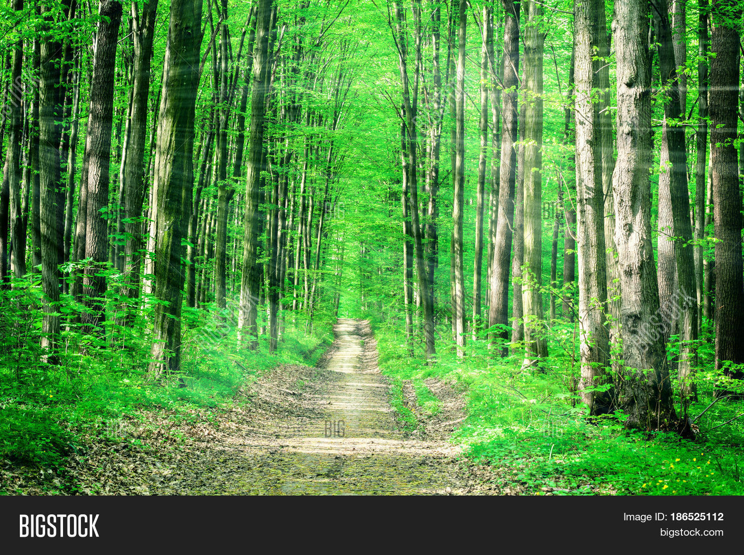 Spring Forest Trees. Image & Photo (Free Trial) | Bigstock
