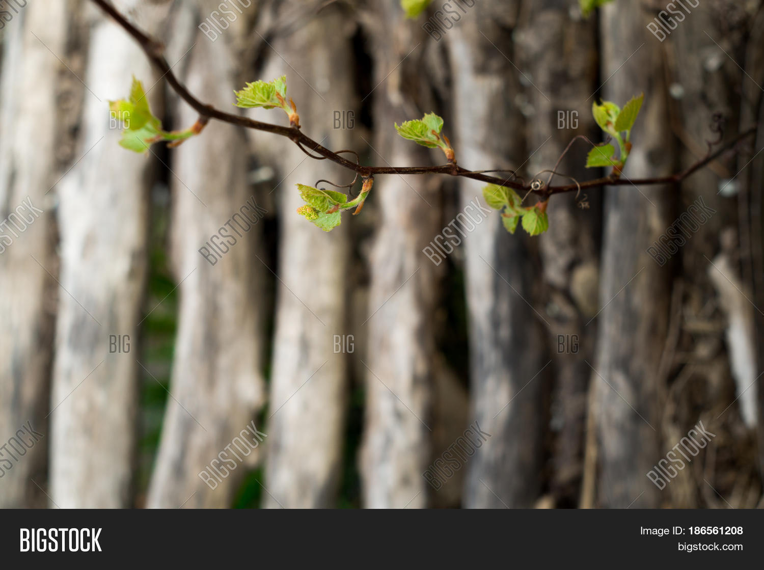 Young Branches Vine On Image & Photo (Free Trial) | Bigstock