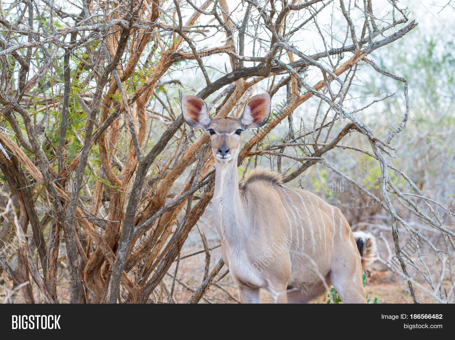 Cute Elegant Kudu Image & Photo (Free Trial) | Bigstock