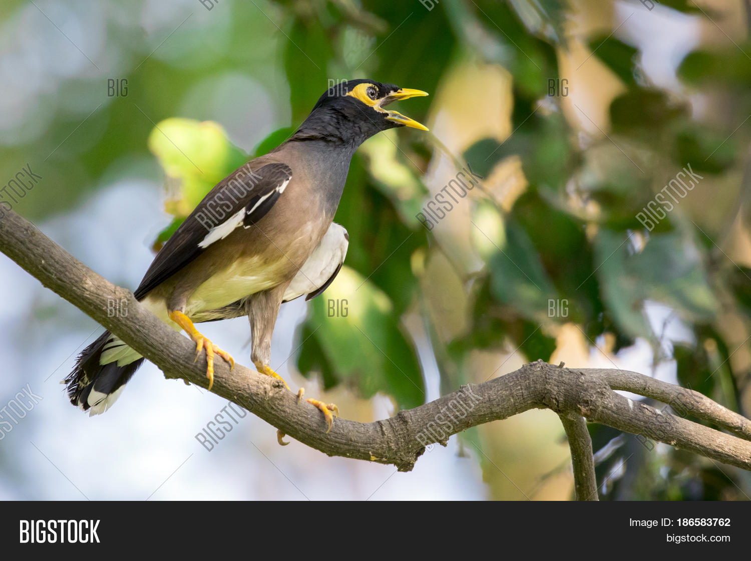 Image Common Mynah Image & Photo (Free Trial) | Bigstock