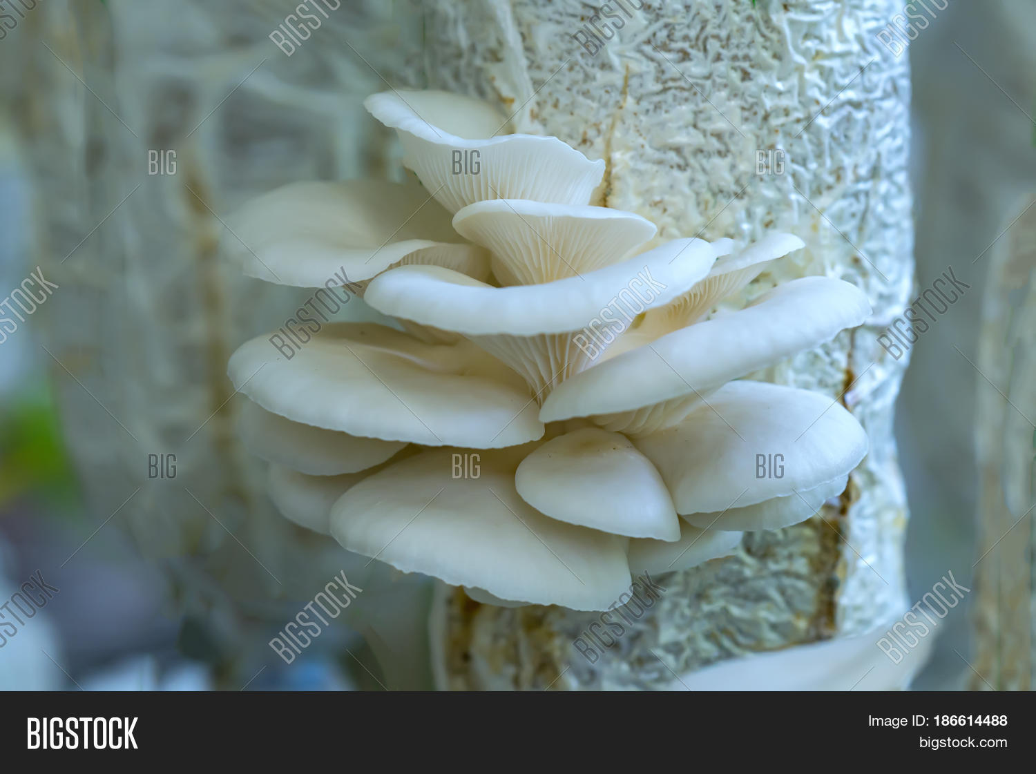 Beauty Abalone Image & Photo (Free Trial) | Bigstock