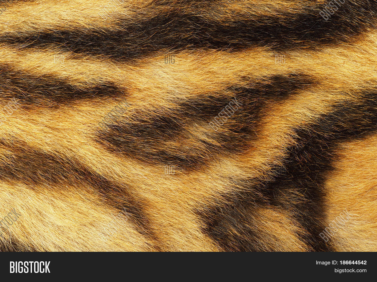 Detailed Tiger Fur Image & Photo (Free Trial) | Bigstock