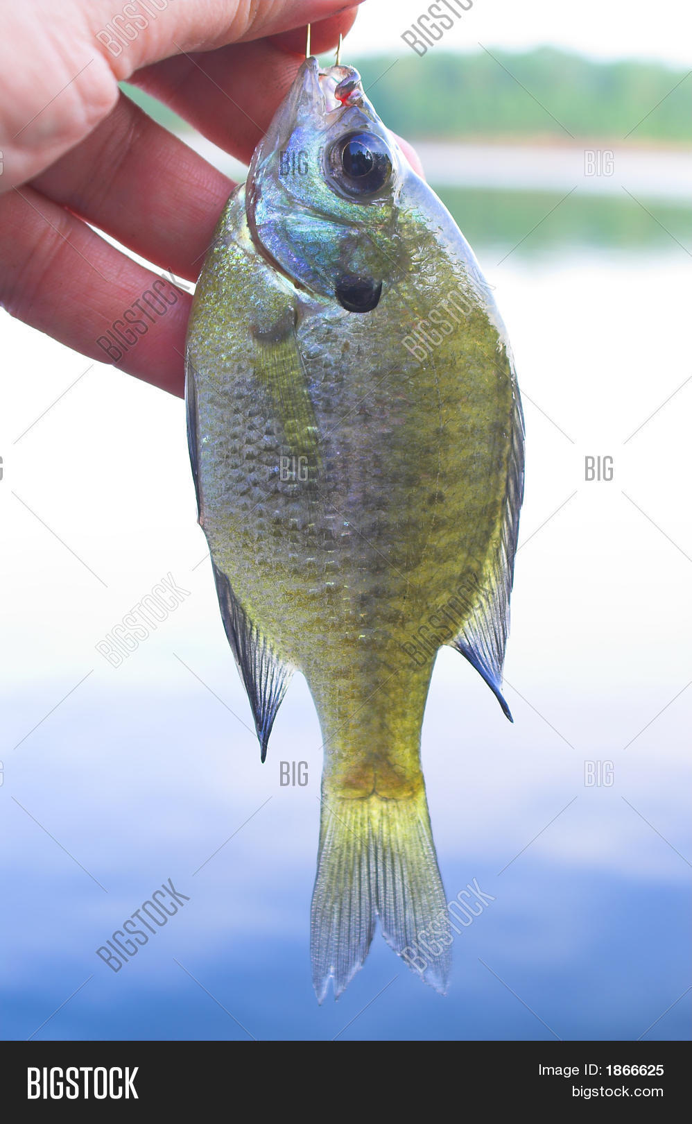 Sunfish, Aka, White Image & Photo (Free Trial) | Bigstock