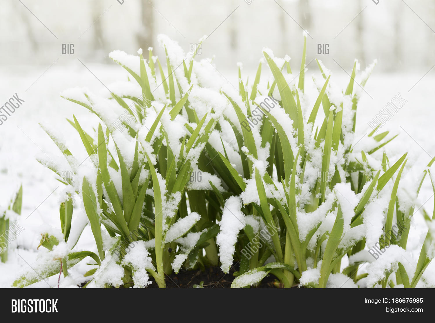 Unexpected Snow April Image & Photo (Free Trial) | Bigstock
