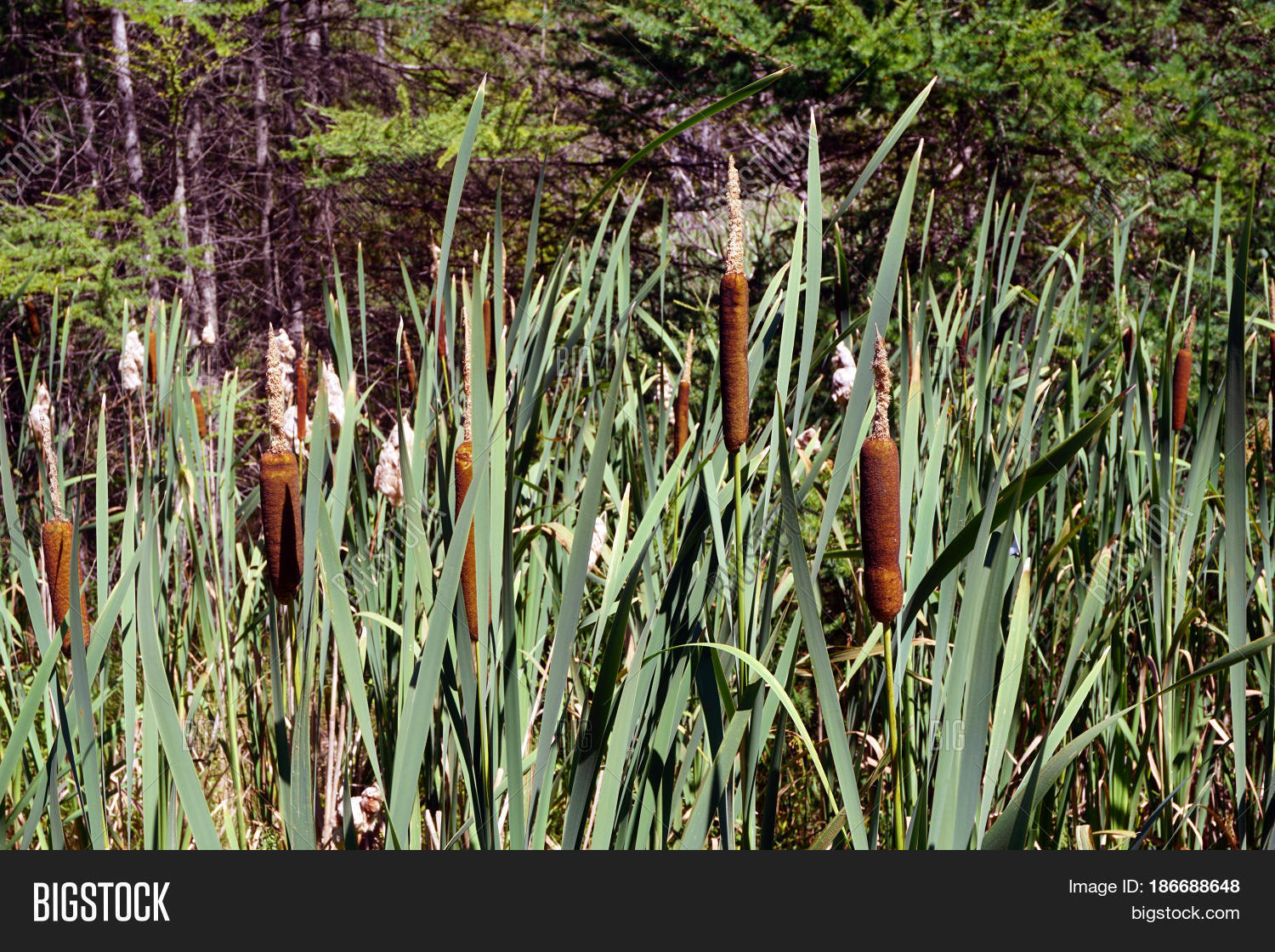 Common Cattails Image & Photo (Free Trial) | Bigstock