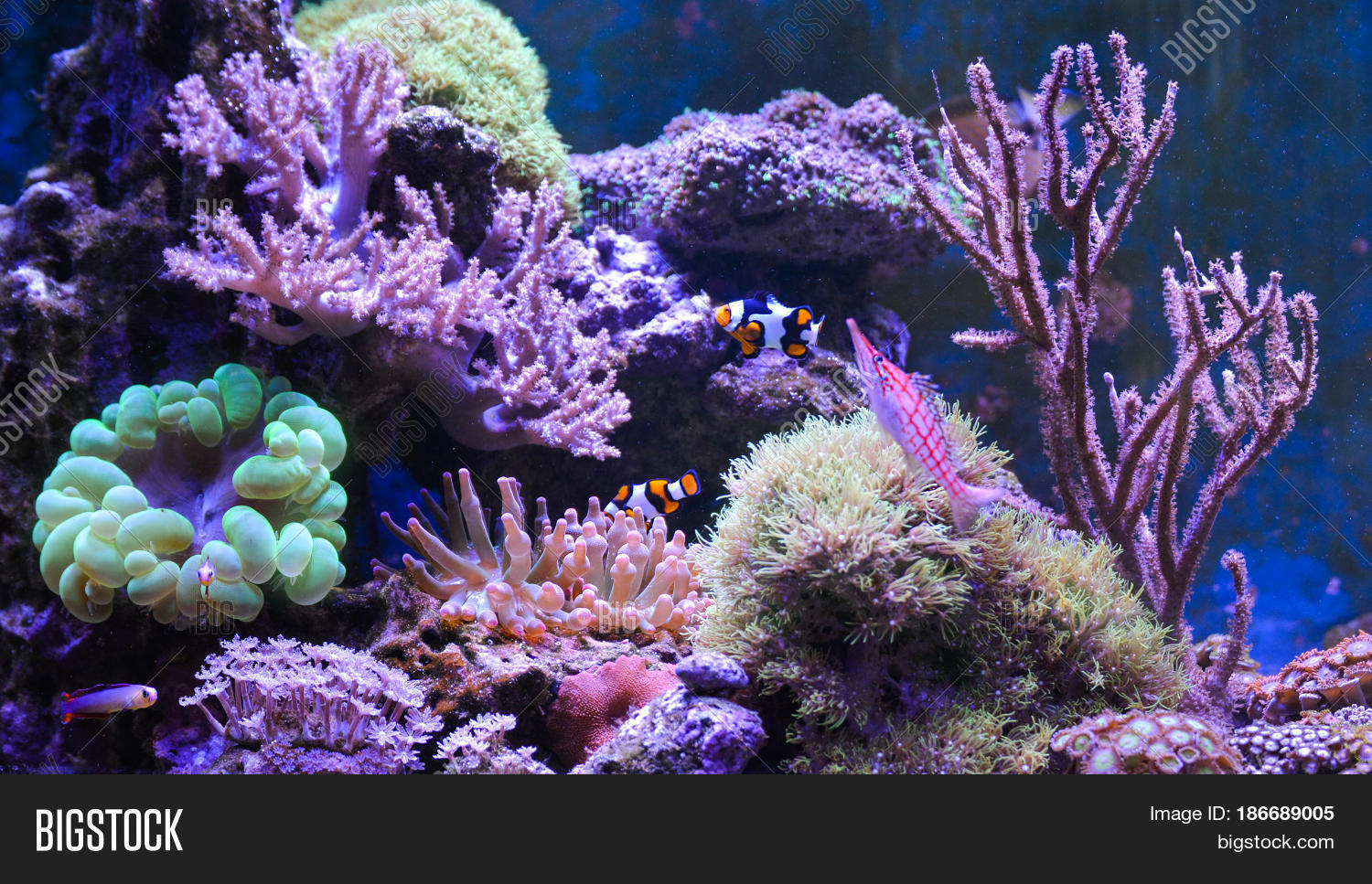 Reef Tank, Marine Image & Photo (Free Trial) | Bigstock