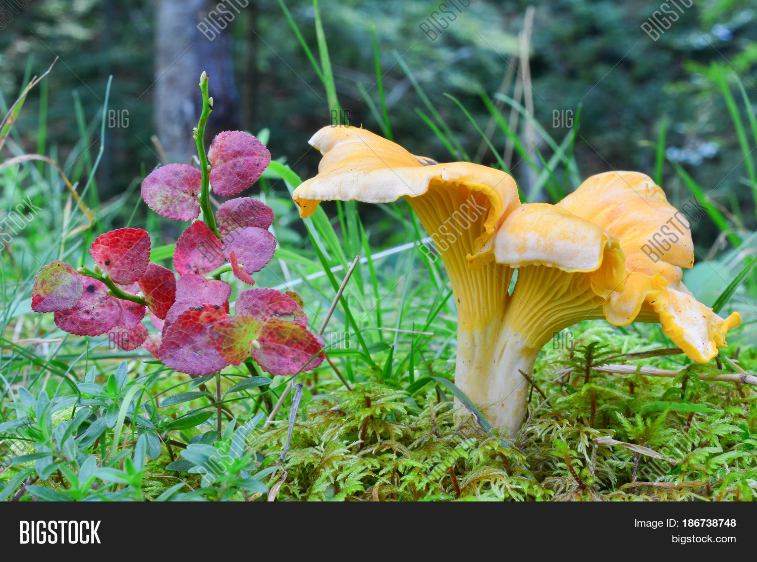 Cantharellus Cibarius Image & Photo (Free Trial) | Bigstock
