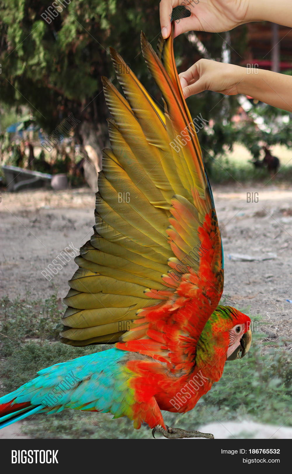 Colorful Parrot In The Wings