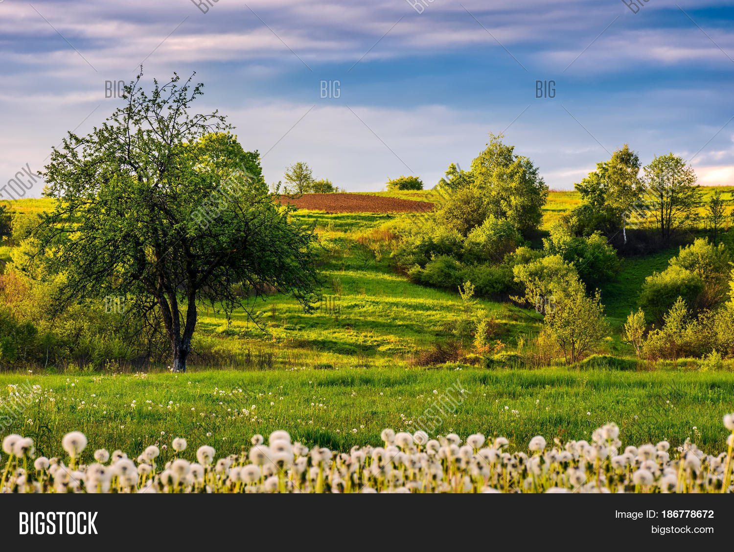 Dandelion Field Image & Photo (Free Trial) | Bigstock