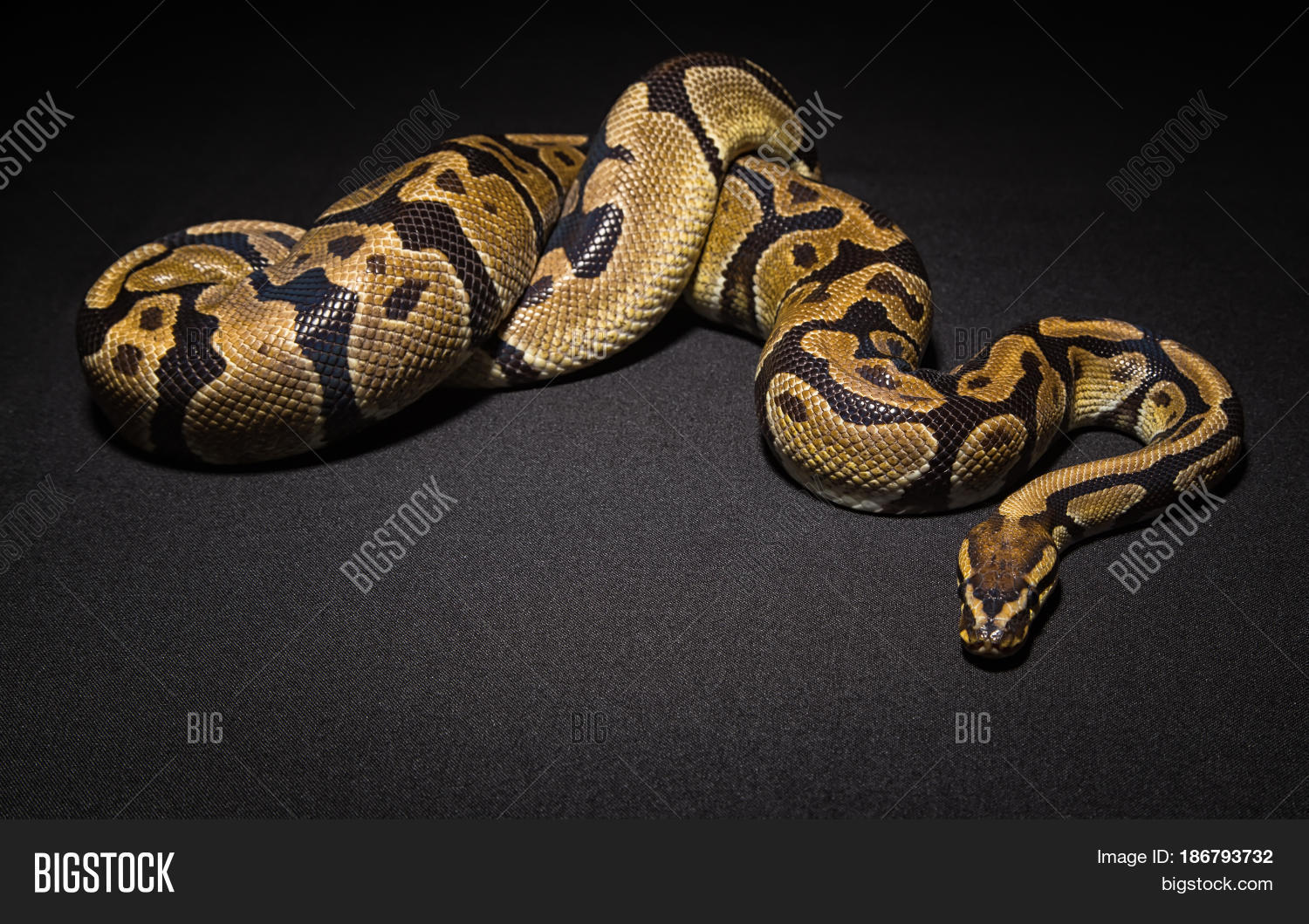 Photo Brown Pet Snake Image & Photo (Free Trial) | Bigstock