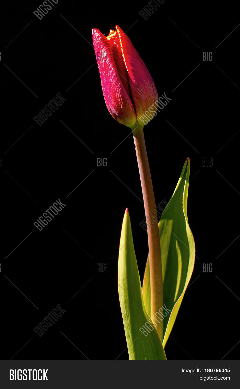 Backlit Tulips Flower Image & Photo (Free Trial) | Bigstock