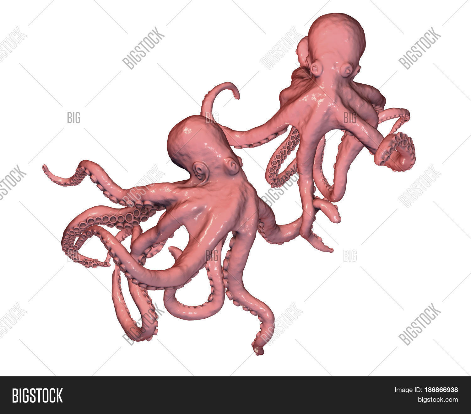 Octopuses Holding Image & Photo (Free Trial) | Bigstock