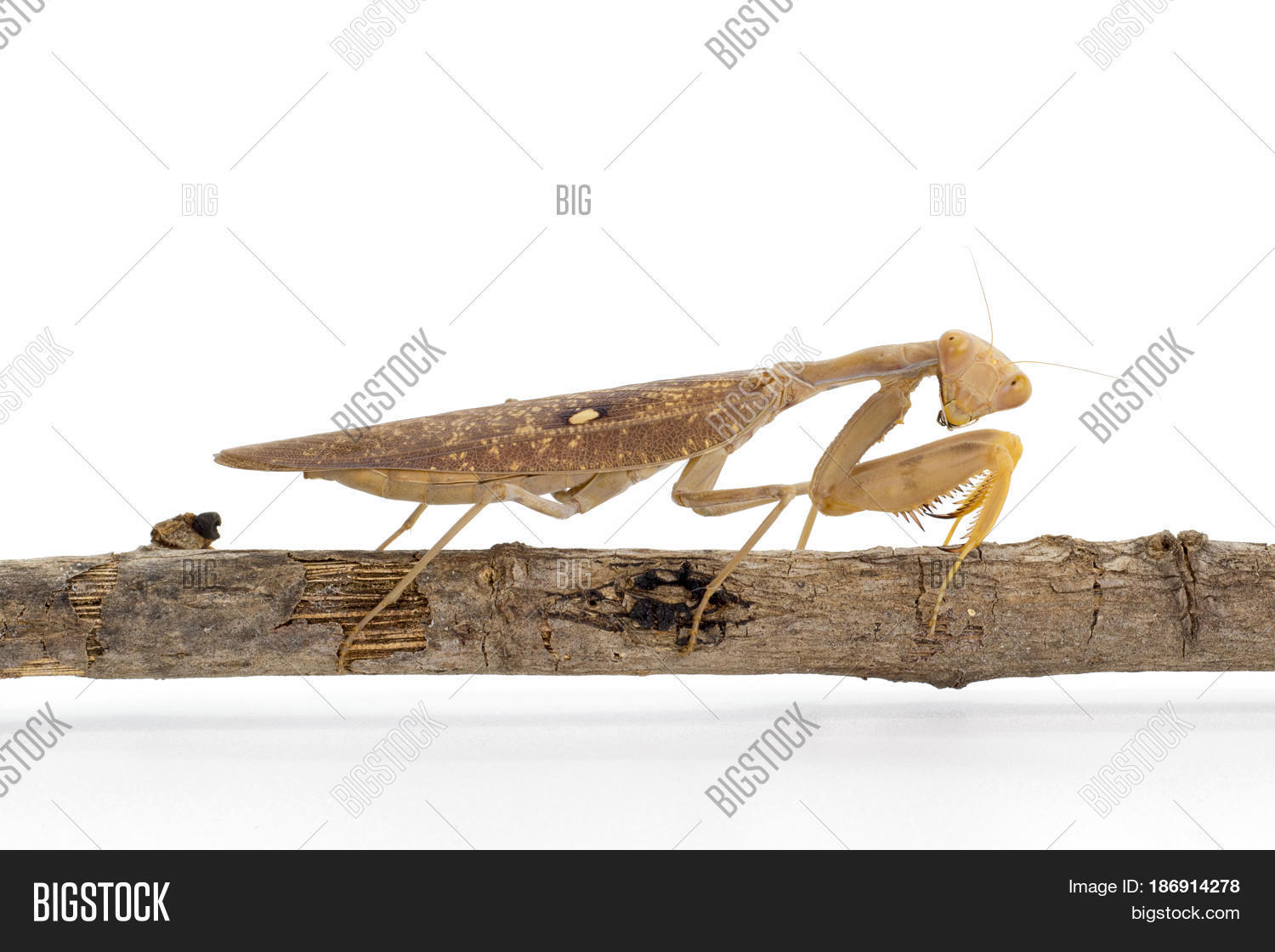 Image Brown Mantis On Image & Photo (Free Trial) | Bigstock