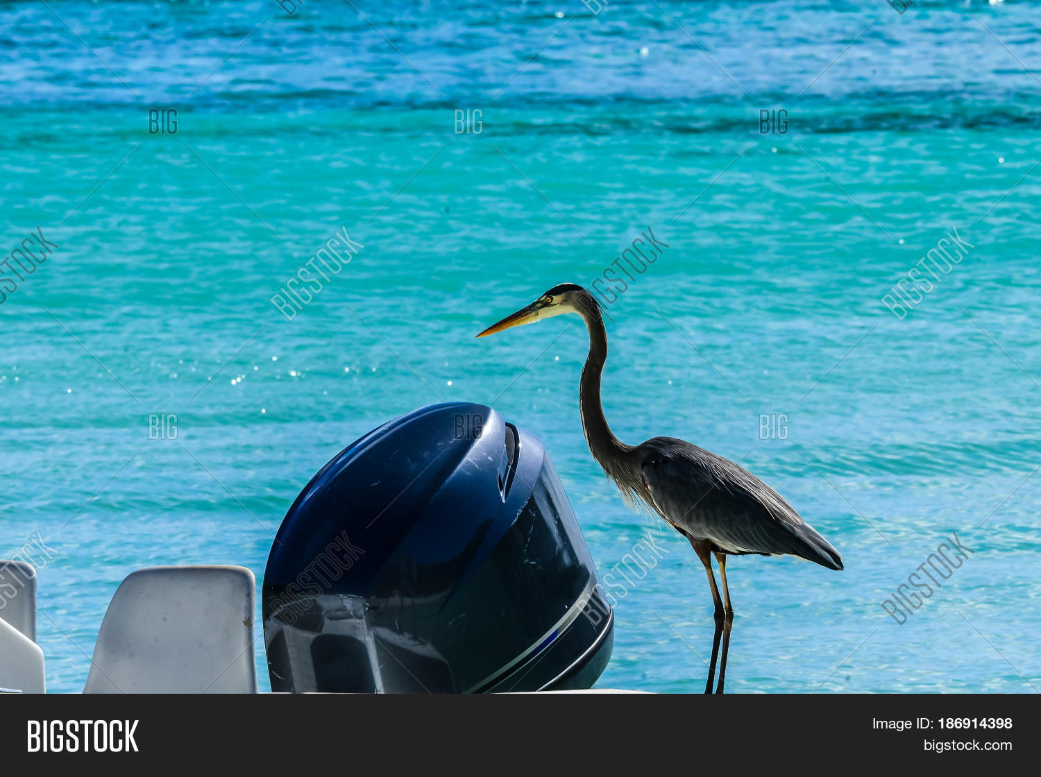 Herron Languishes On Image & Photo (Free Trial) | Bigstock