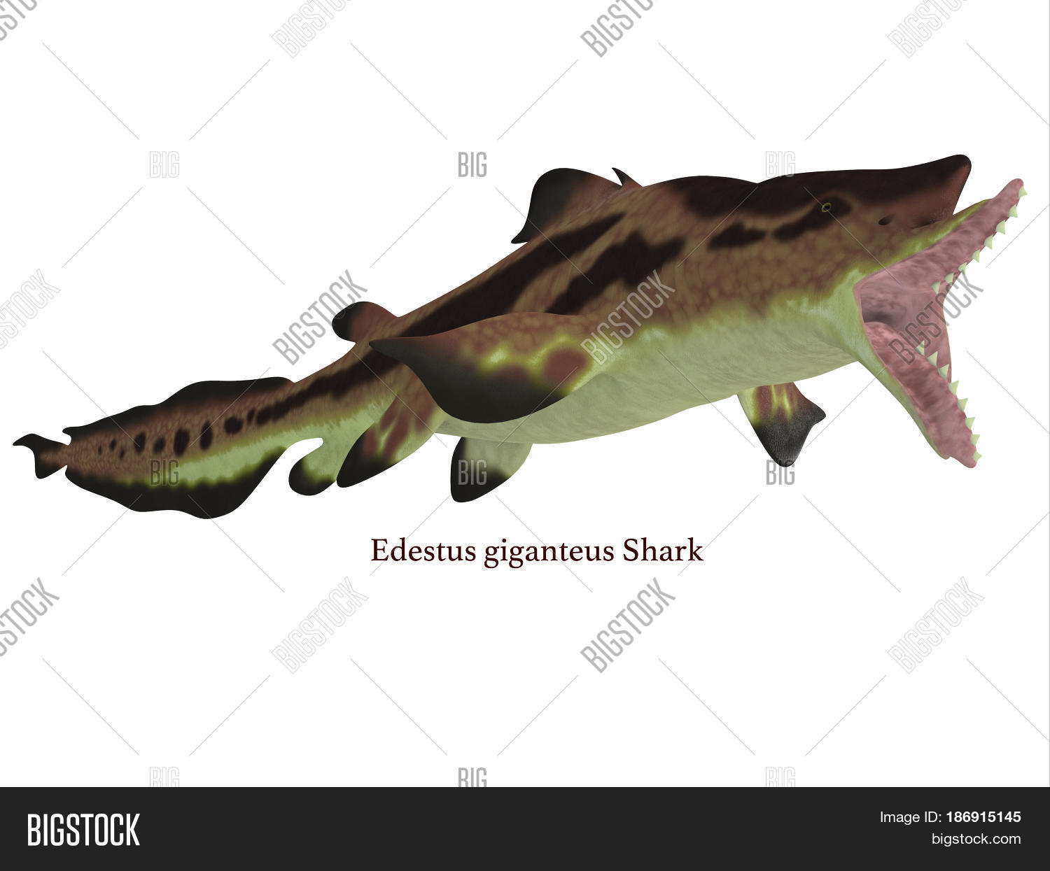 Edestus Shark Jaws Image & Photo (Free Trial) | Bigstock