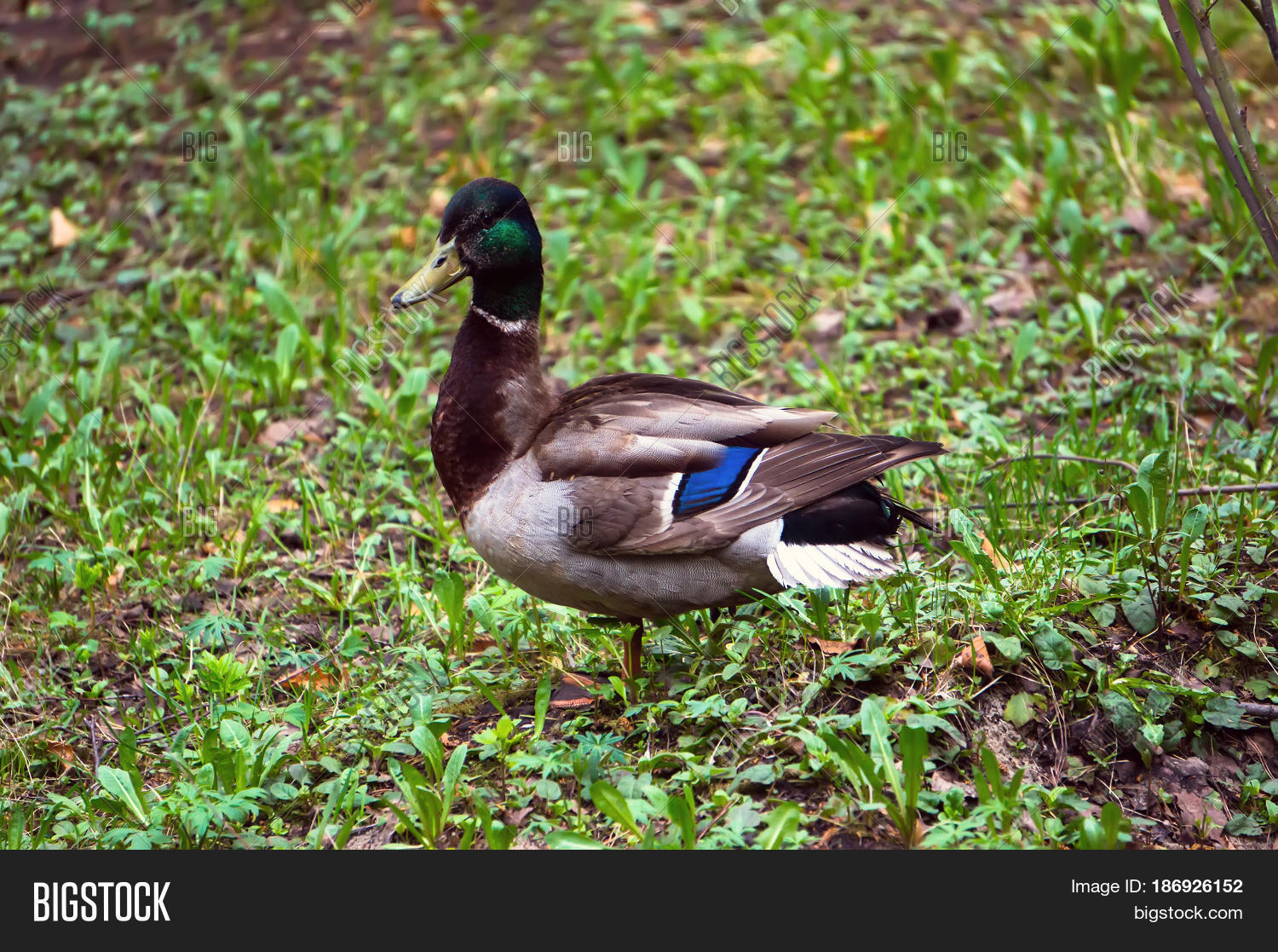 Duck Stand Next Pond Image & Photo (Free Trial) | Bigstock