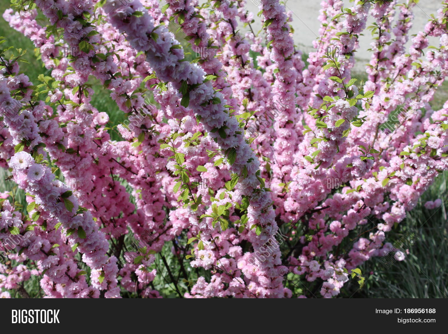 Flowering Bush Pink Image & Photo (Free Trial) | Bigstock
