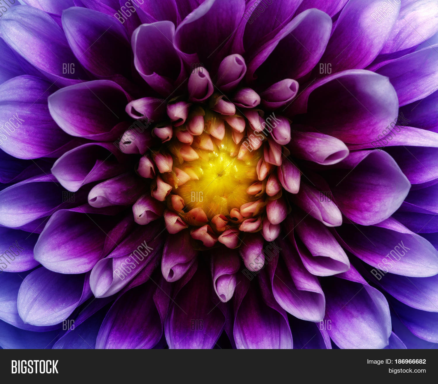Abstract Flower Image & Photo (Free Trial) | Bigstock