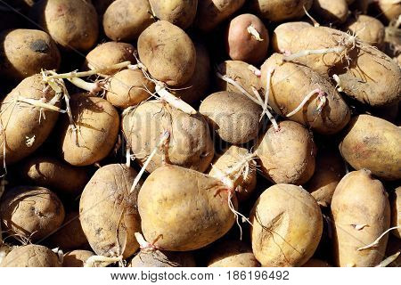 Beautiful Potatoes. Image & Photo (Free Trial) | Bigstock