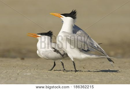 Royal Tern 图片和照片（免费试用） | Bigstock