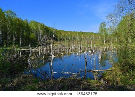 Wild Swamp Birch Snags Image & Photo (Free Trial) | Bigstock