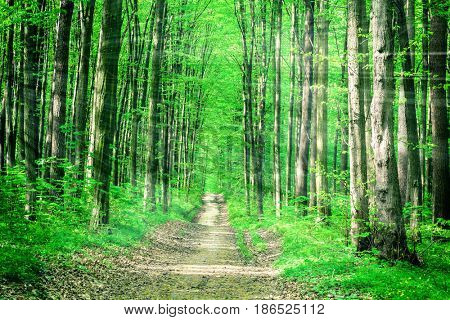 Spring Forest Trees. Image & Photo (Free Trial) | Bigstock