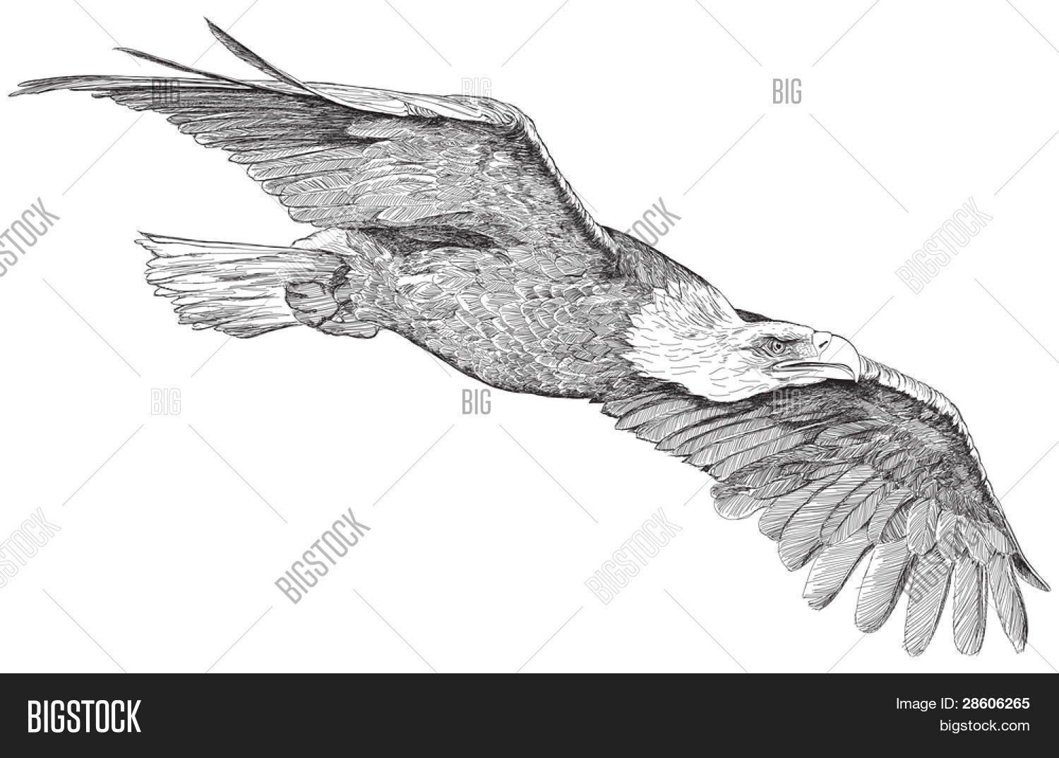 Soaring Eagle - Vector & Photo (Free Trial) | Bigstock