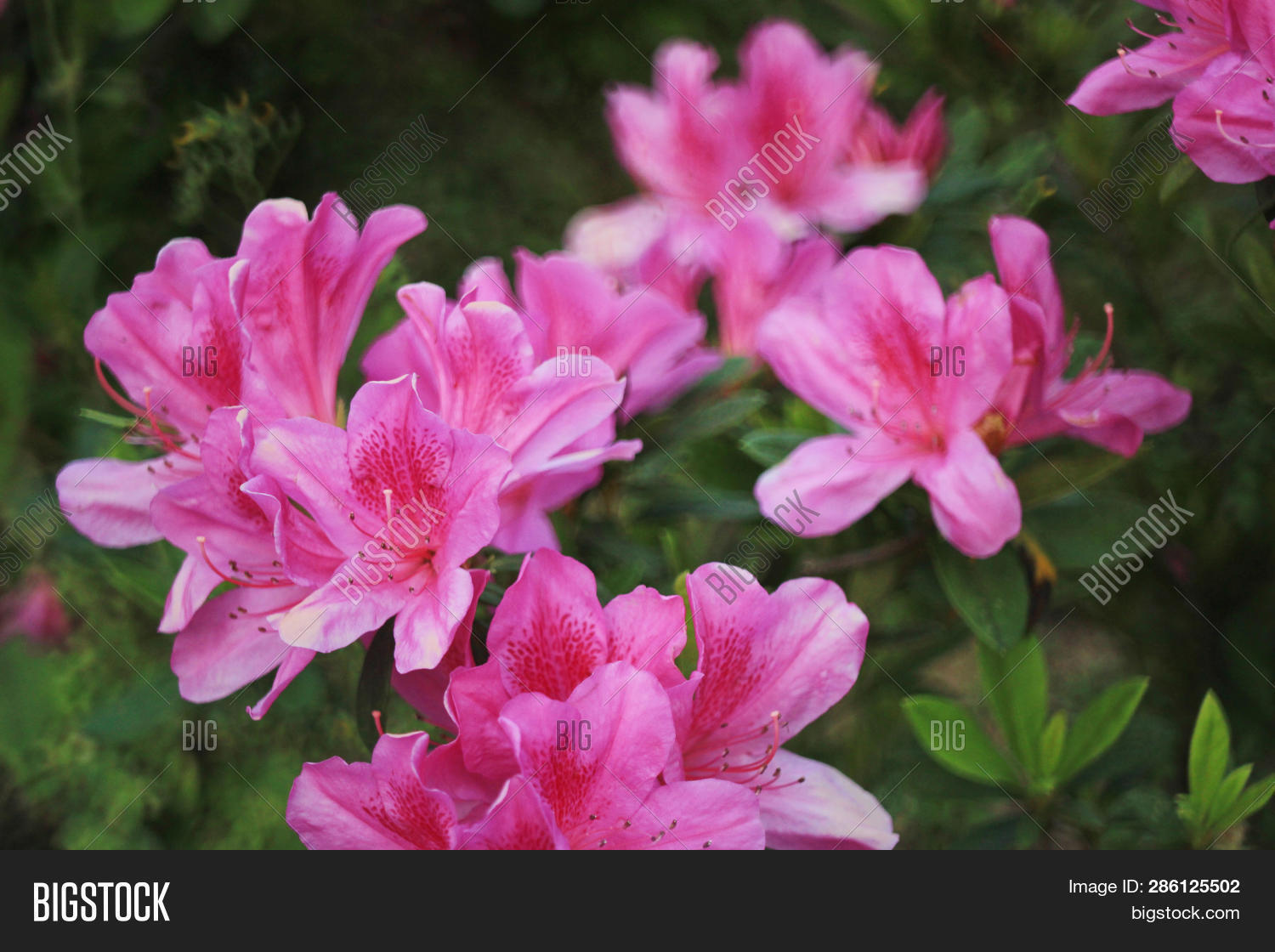 Rhododendron Flowers Image & Photo (Free Trial) | Bigstock