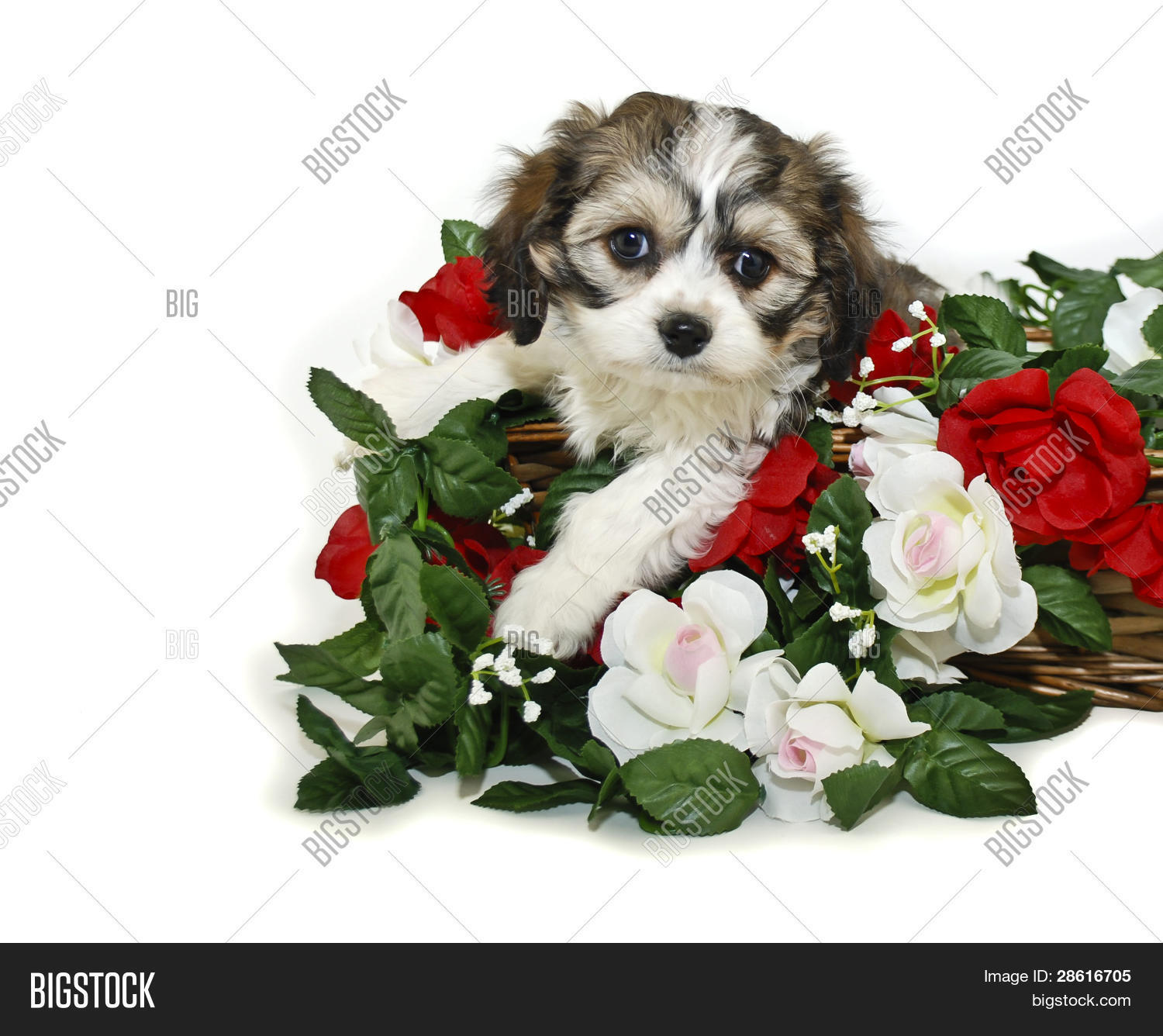 Very Cute Cavachon Image & Photo (Free Trial) | Bigstock