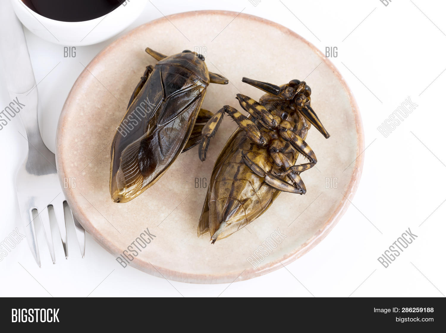 Giant Water Bug Edible Image & Photo (Free Trial) | Bigstock