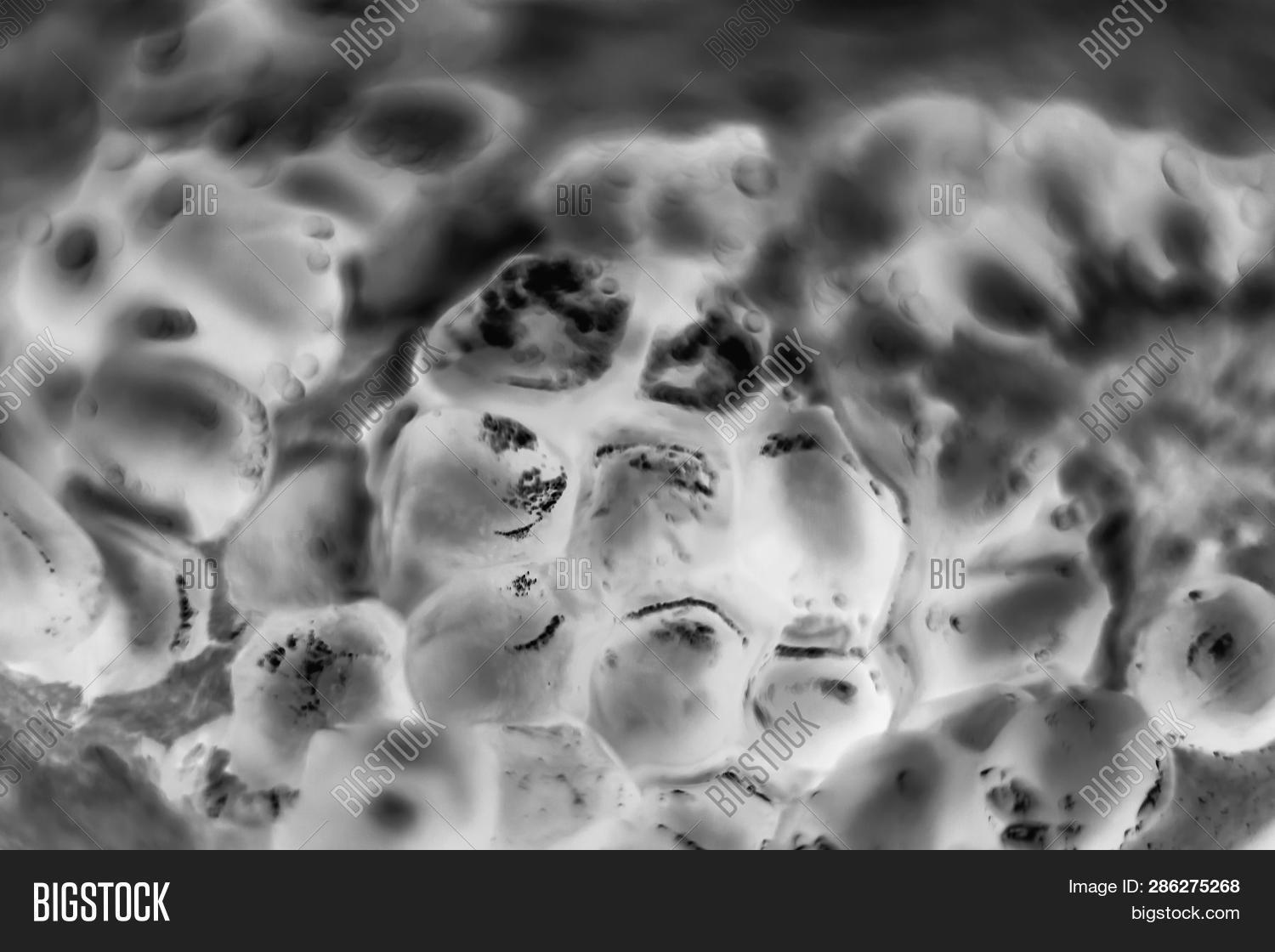 Cells Under Microscope Image & Photo (Free Trial) | Bigstock