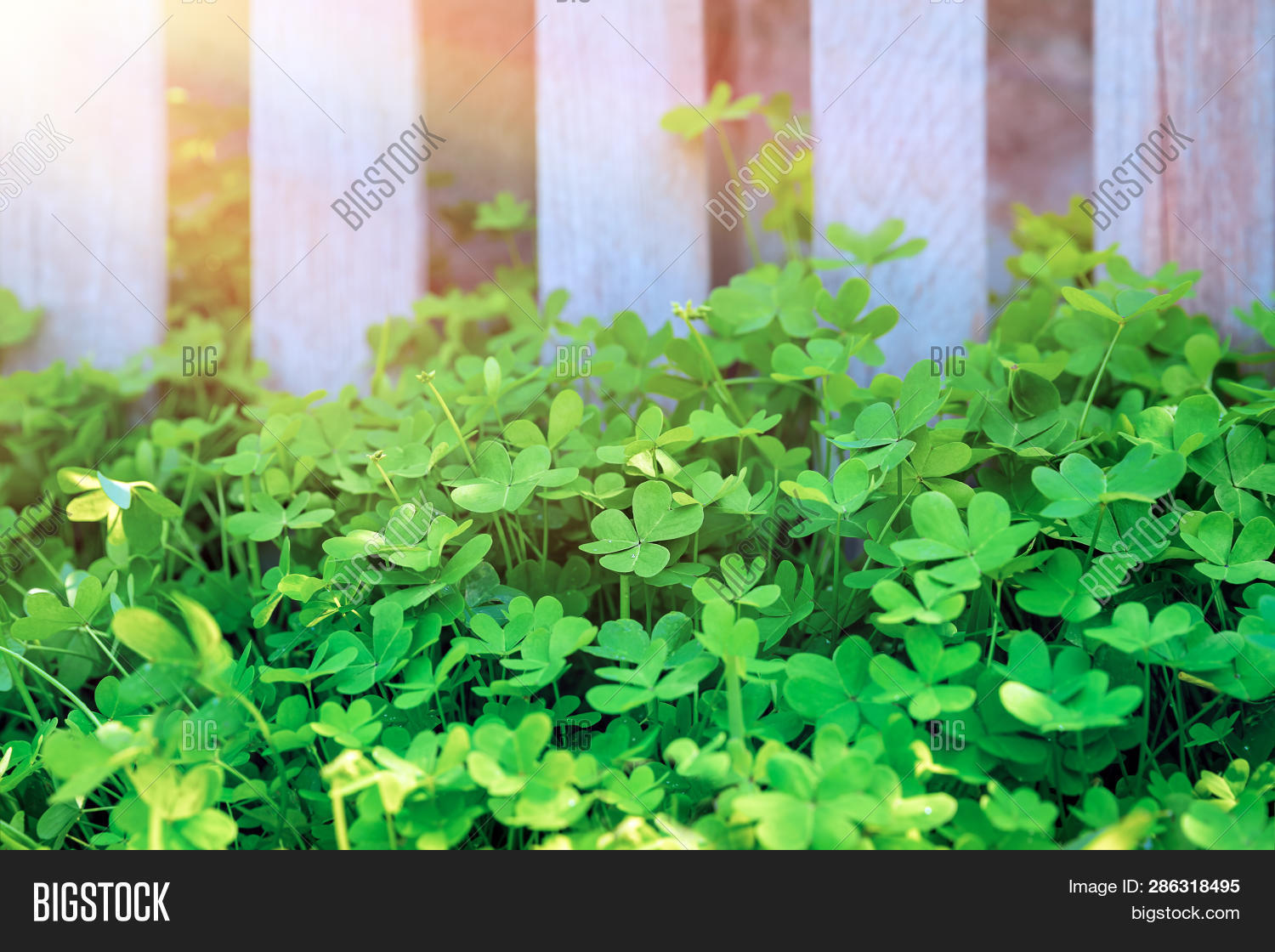 Fresh Clovers Field On Image & Photo (Free Trial) | Bigstock