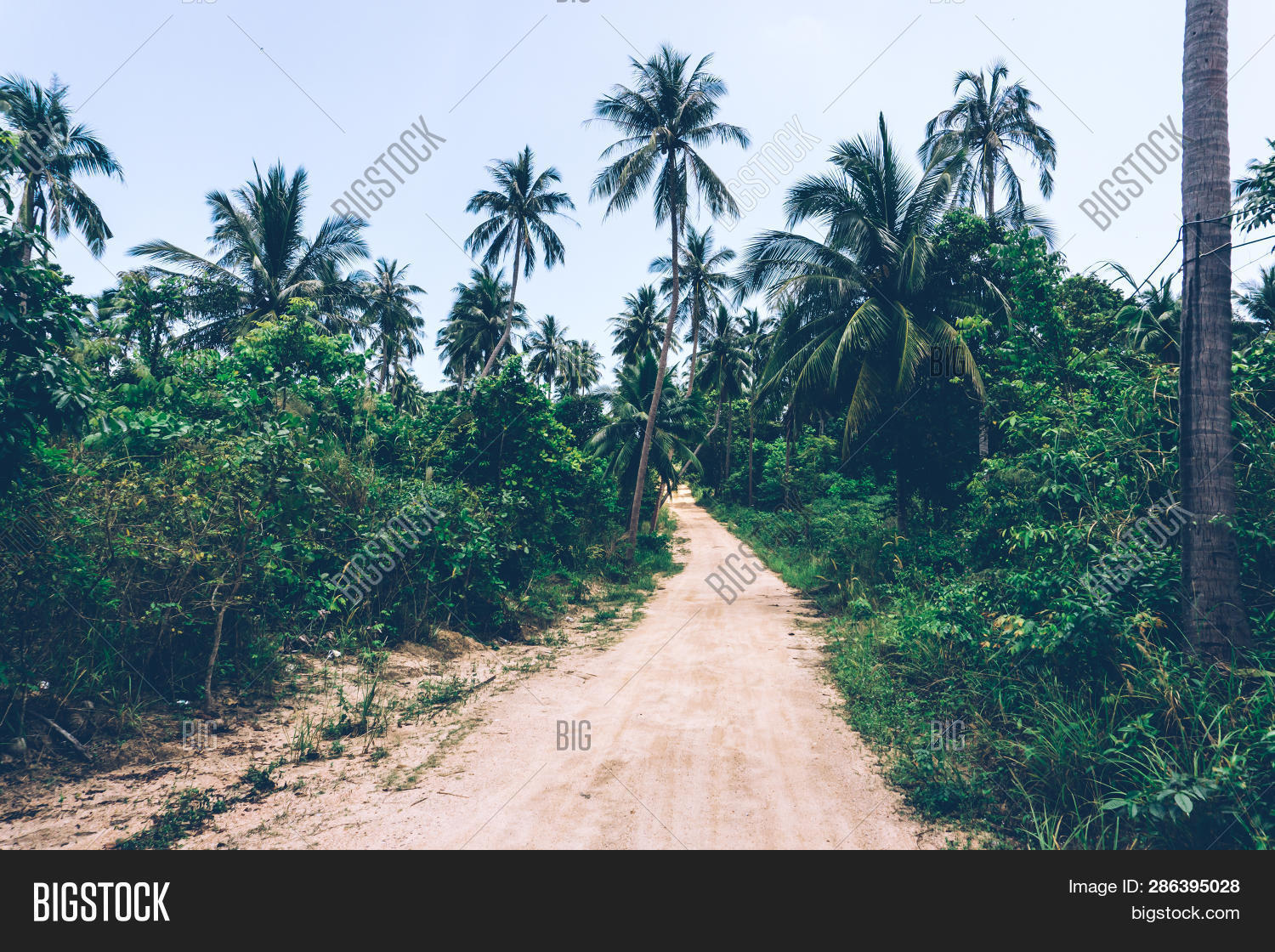 Tropical Jungle. Dirt Image & Photo (Free Trial) | Bigstock