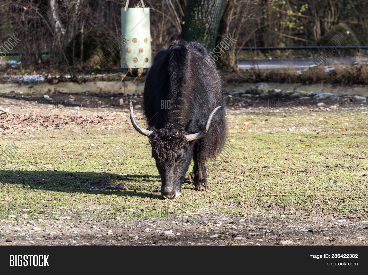 Domestic Yak, Bos Image & Photo (Free Trial) | Bigstock