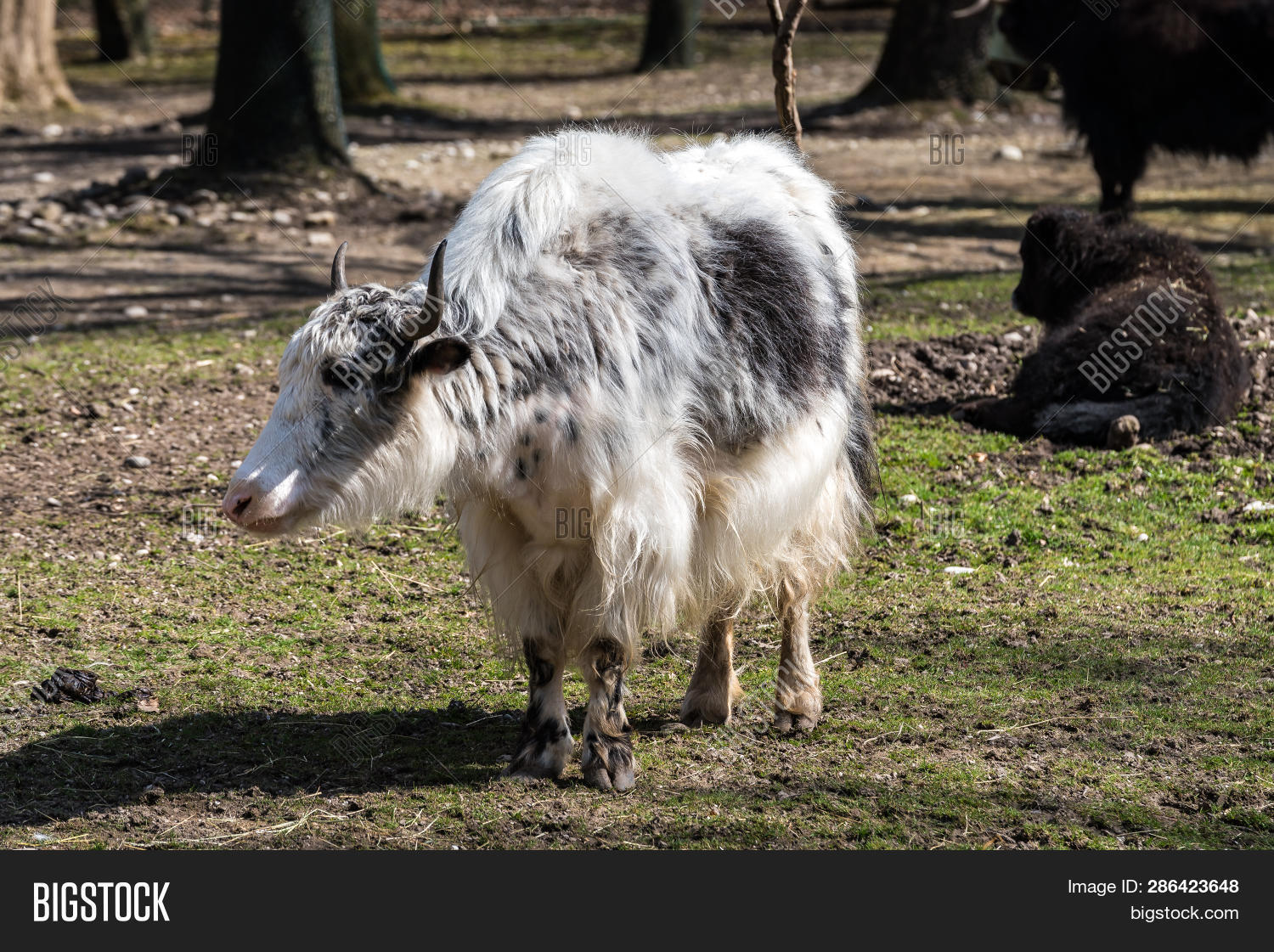 Domestic Yak, Bos Image & Photo (Free Trial) | Bigstock