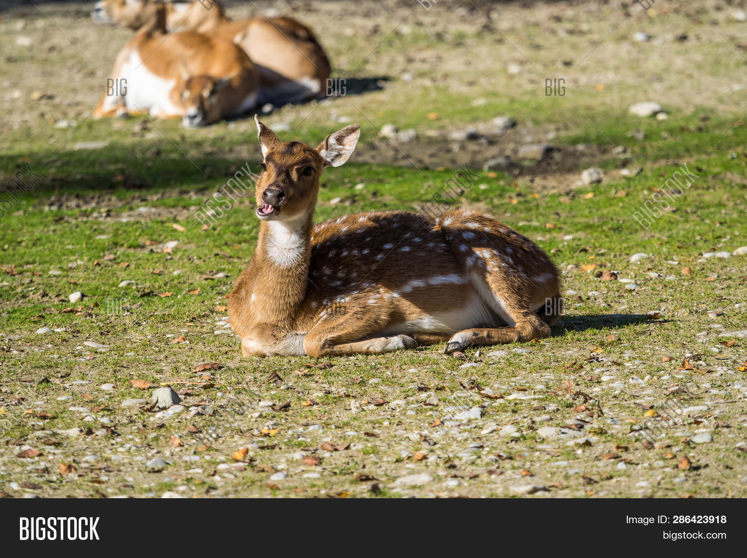 Muntjacs, Known Image & Photo (Free Trial) | Bigstock