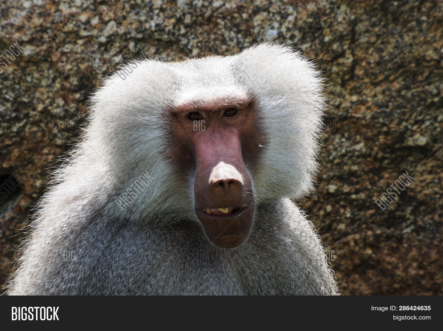 Hamadryas Baboon, Image & Photo (Free Trial) | Bigstock