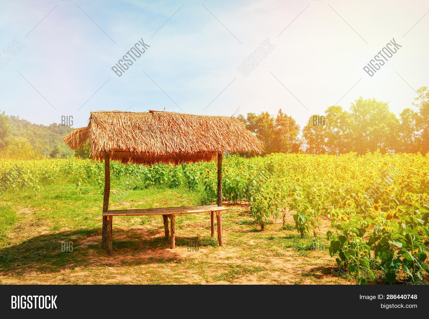 Wooden Bench Grass Image & Photo (Free Trial) | Bigstock