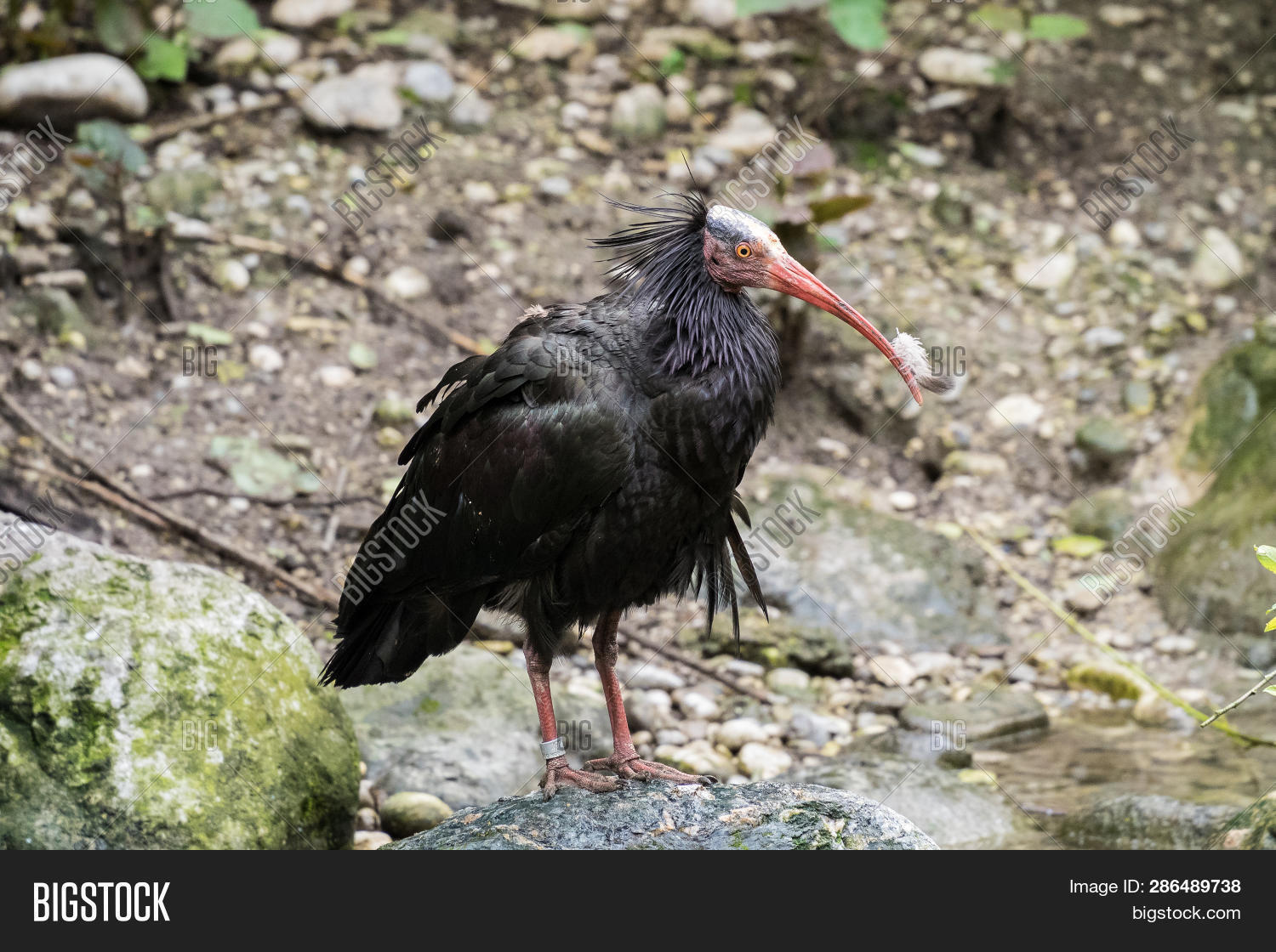 Northern Bald Ibis, Image & Photo (Free Trial) | Bigstock