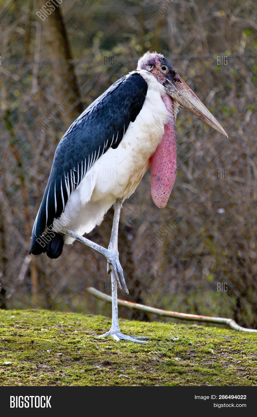 Marabou Stork, Image & Photo (Free Trial) | Bigstock