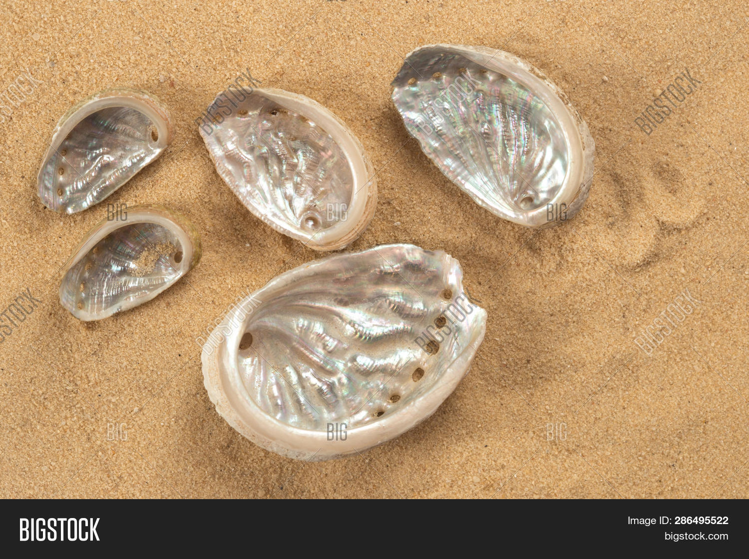 Empty Shells Green Image & Photo (Free Trial) | Bigstock