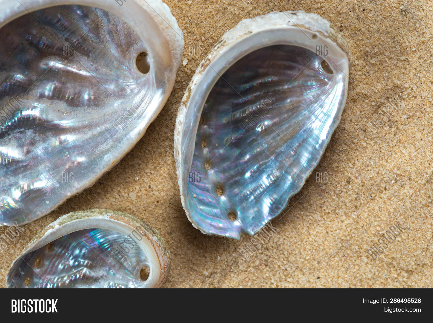 Three Empty Shells Image & Photo (Free Trial) | Bigstock