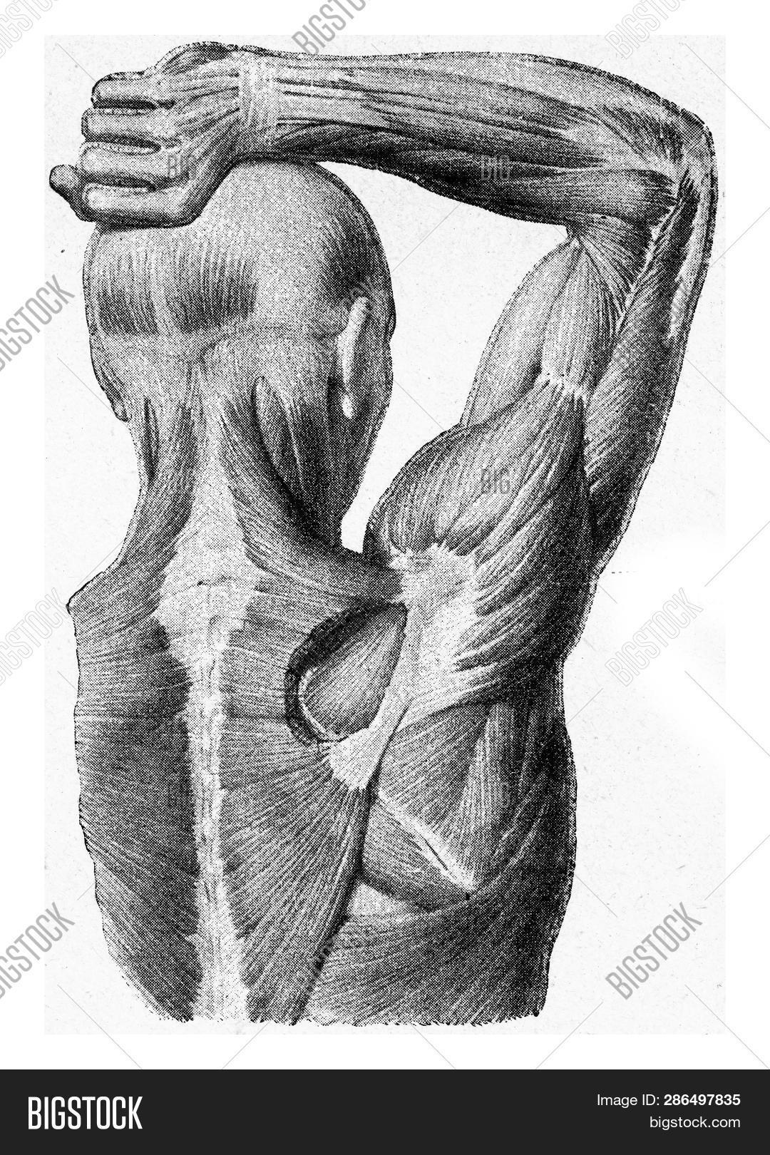 Muscles Arm Man Hand Image & Photo (Free Trial) | Bigstock