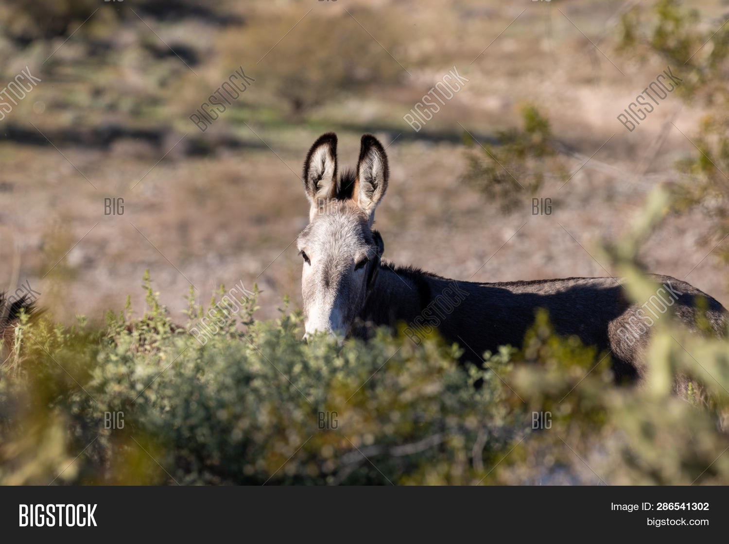 Cute Wild Burro Image & Photo (Free Trial) | Bigstock