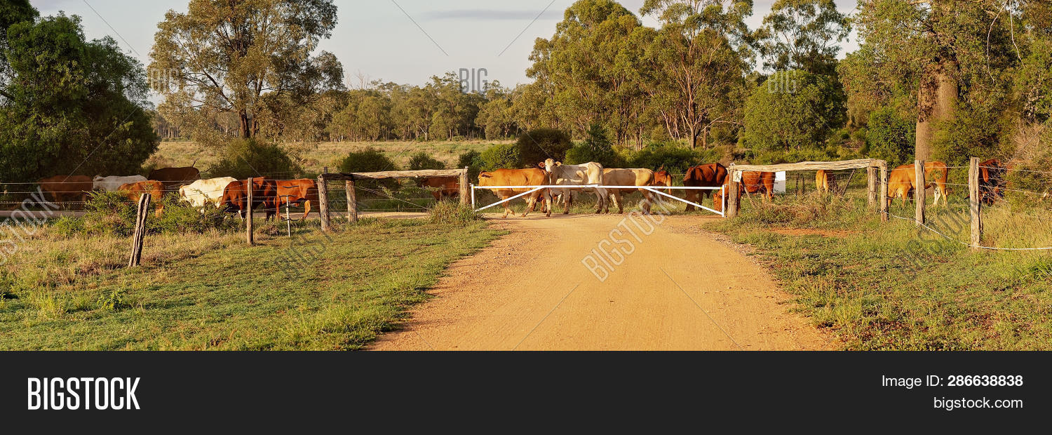 Cattle Droving Across Image & Photo (Free Trial) | Bigstock