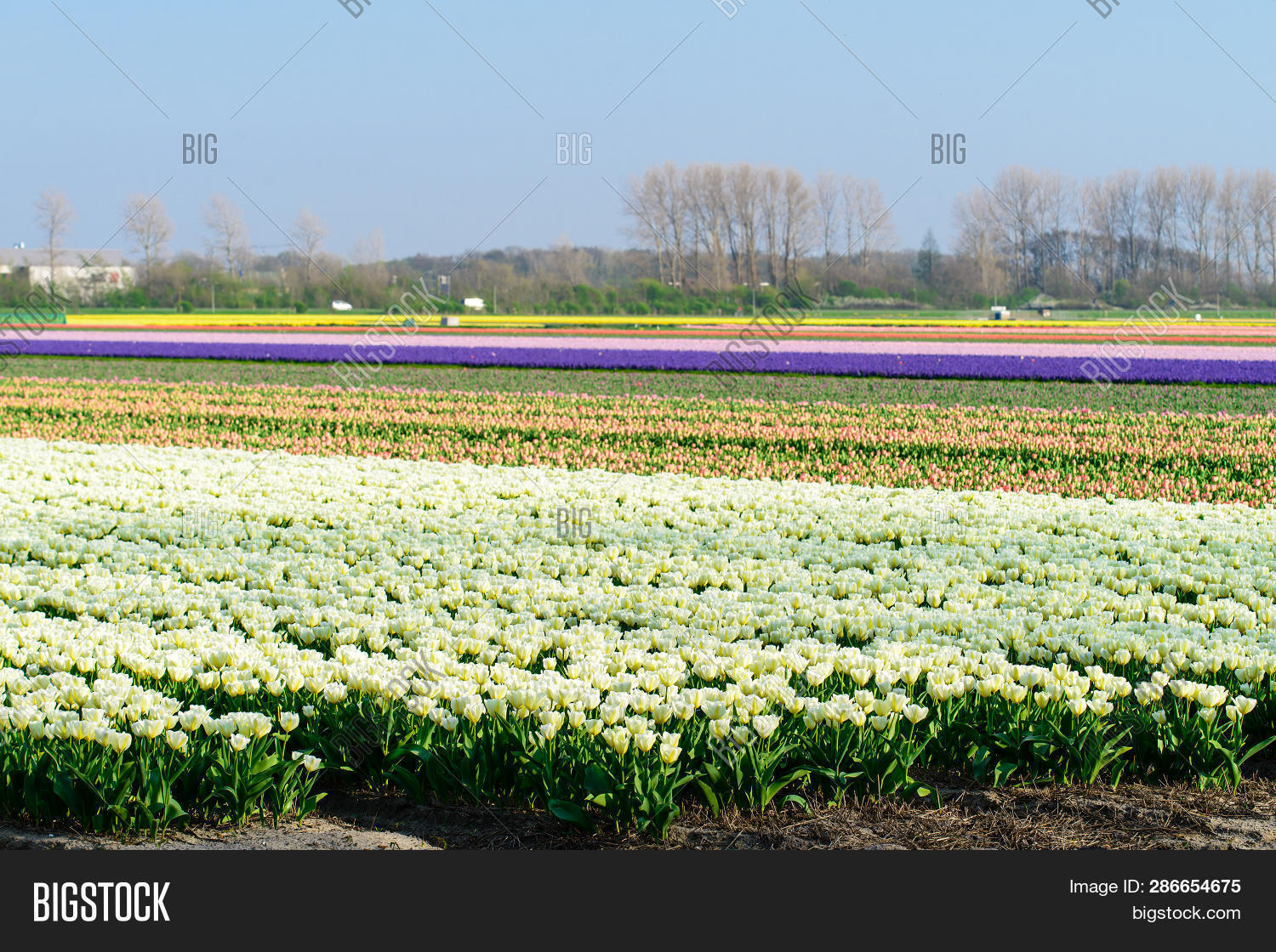 White Tulip Field, Image & Photo (Free Trial) | Bigstock