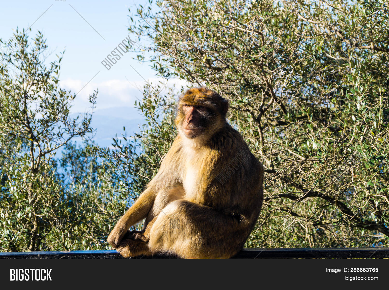Magot Barbary Monkey Image & Photo (Free Trial) | Bigstock