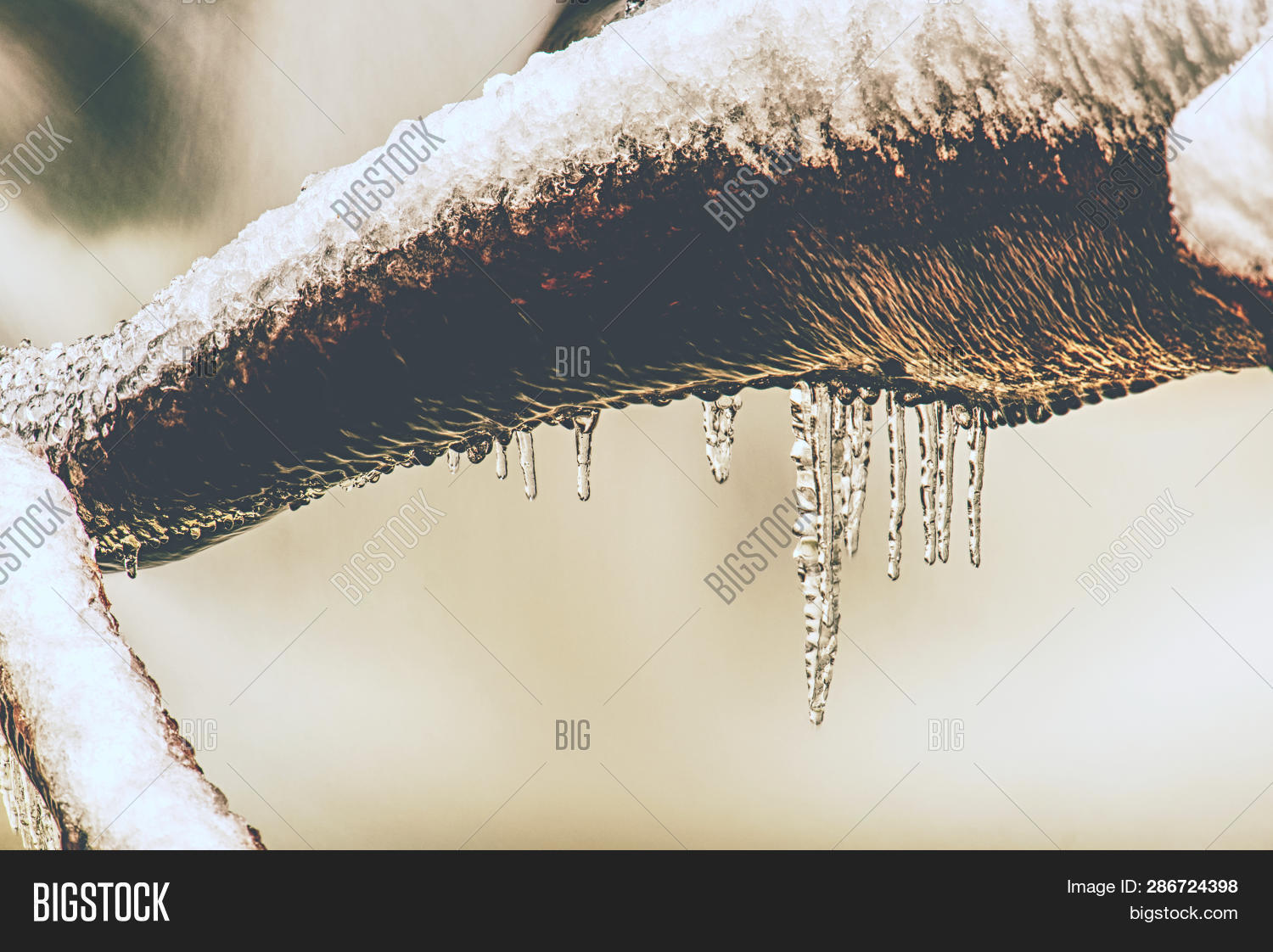Icicles On Branch Over Image & Photo (Free Trial) | Bigstock