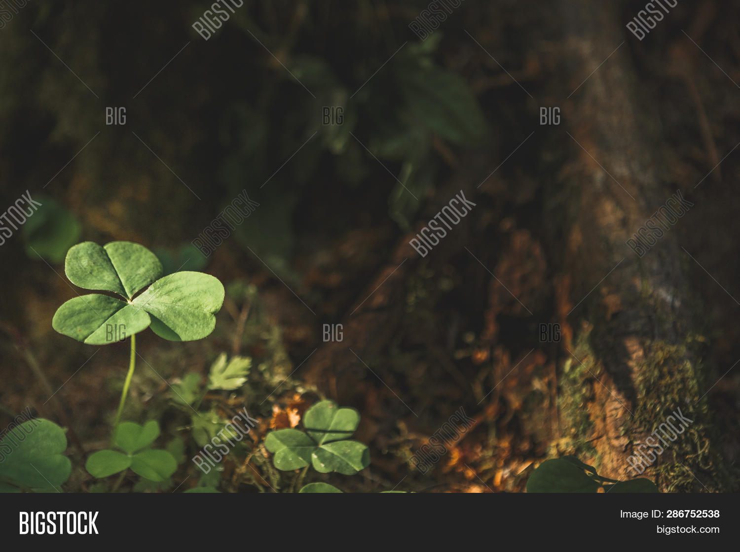 Three Leaves Shamrocks Image & Photo (Free Trial) | Bigstock
