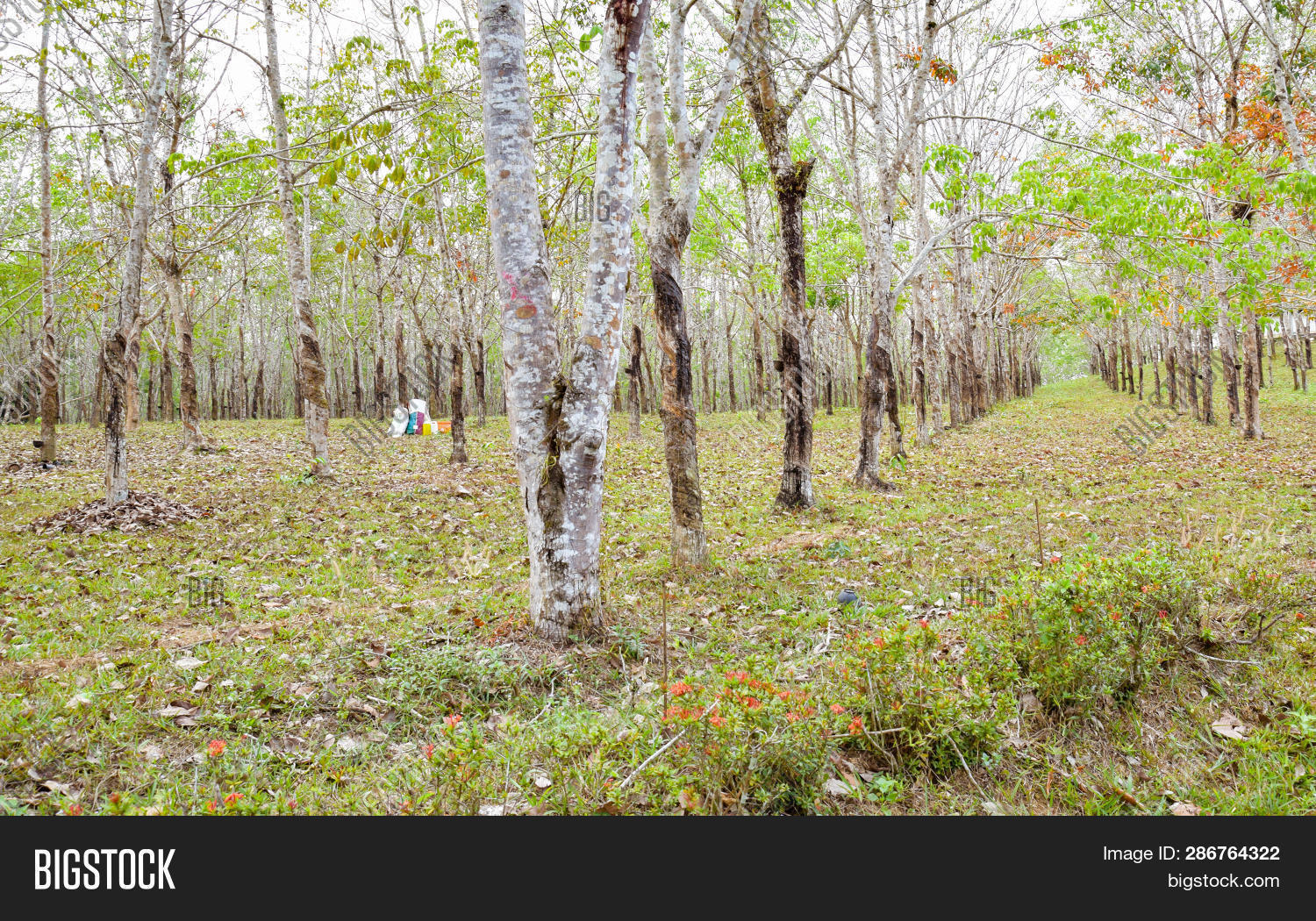 Rubber Tree Hevea Image & Photo (Free Trial) | Bigstock
